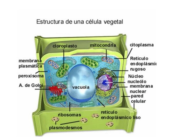 Tema 2 Niveles de organizacin Nivel celular LA