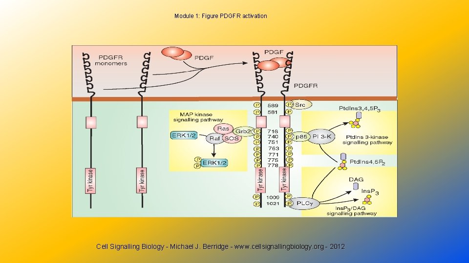 Lecture 02 Overview of Signal Transduction Pathways BIOL