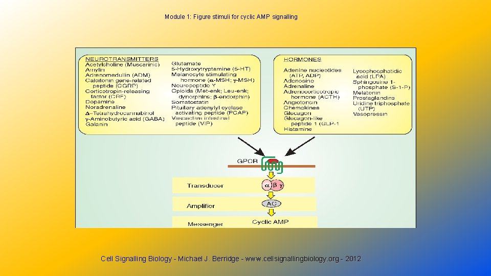 Lecture 02 Overview of Signal Transduction Pathways BIOL