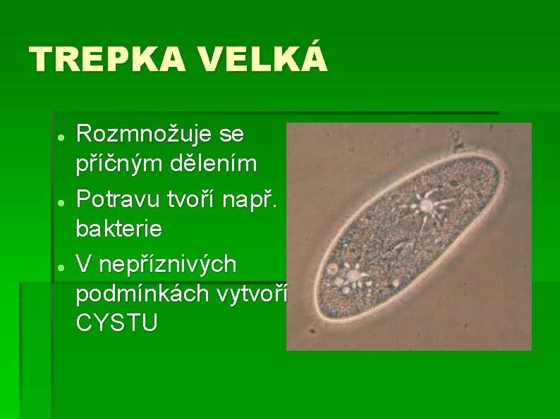 SINICE a JEDNOBUNN ORGANISMY Prodopis 6 tda Sinice