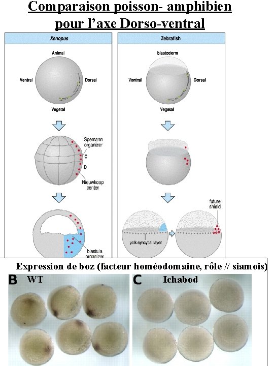 2 Le zebrafish poisson zbre Temps de gnration