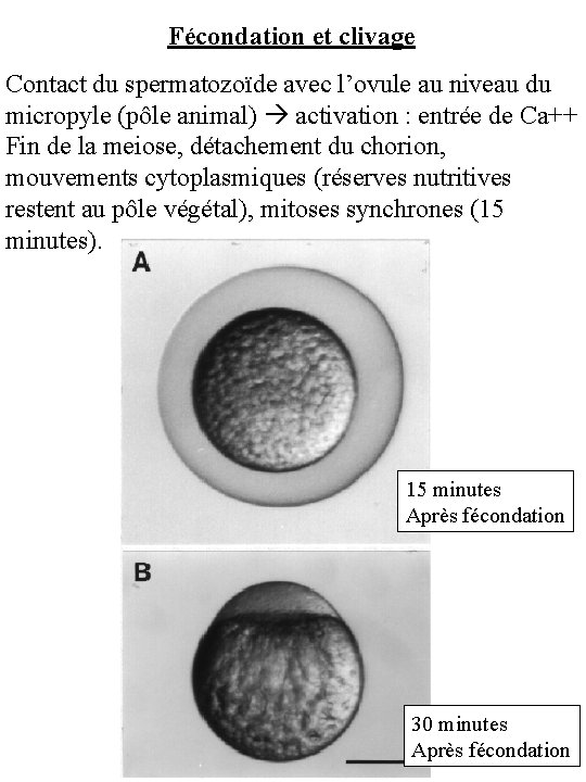 2 Le zebrafish poisson zbre Temps de gnration