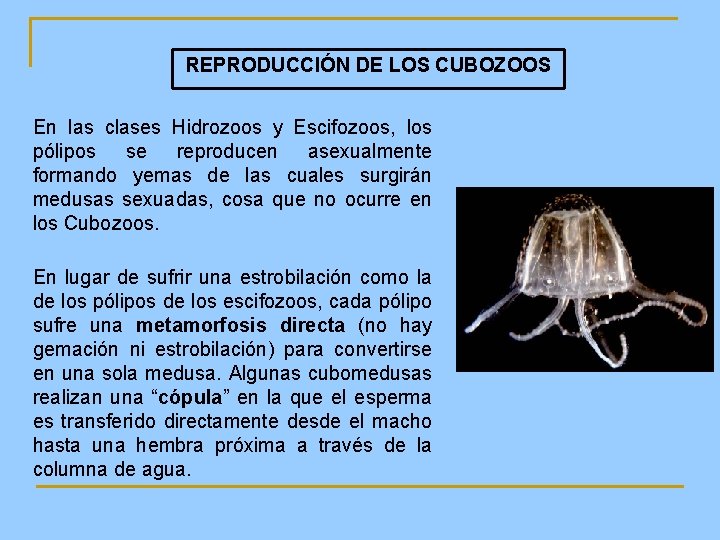 CNIDARIOS Fisiologa reproductiva y crecimiento Medusas Anmonas Corales