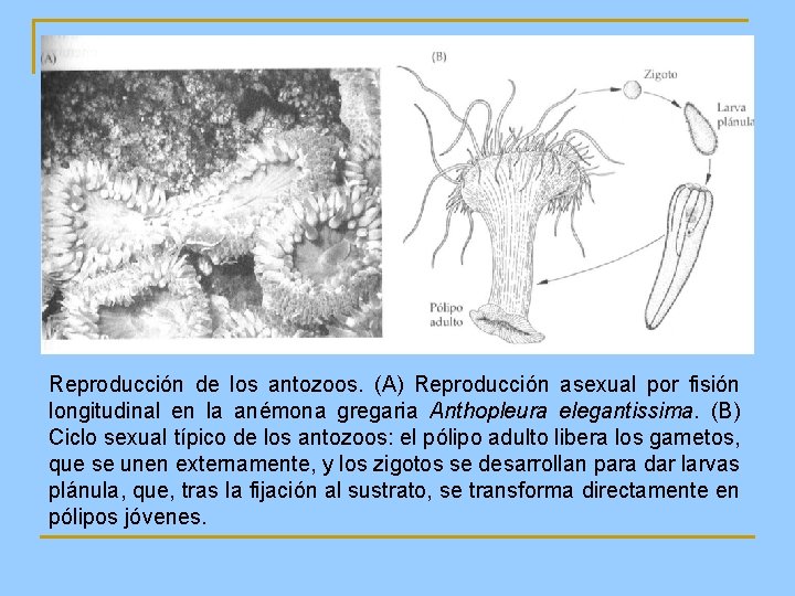 CNIDARIOS Fisiologa reproductiva y crecimiento Medusas Anmonas Corales