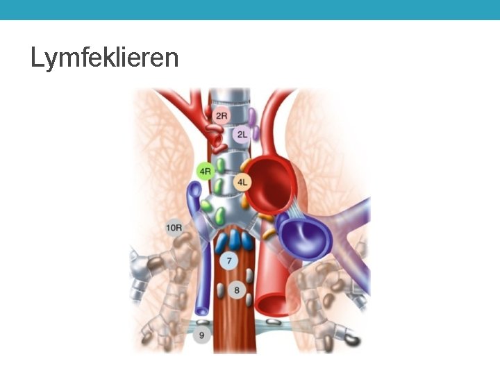 ANATOMIE LONG Caroline Van De Wauwer Trachea Bronchi