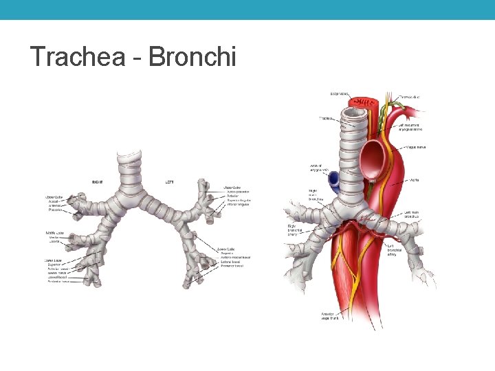 ANATOMIE LONG Caroline Van De Wauwer Trachea Bronchi