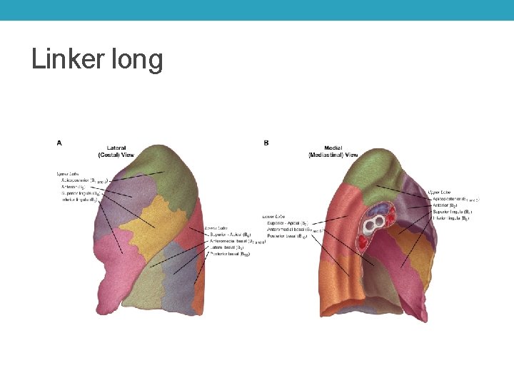 ANATOMIE LONG Caroline Van De Wauwer Trachea Bronchi