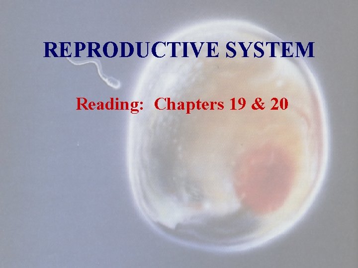 REPRODUCTIVE SYSTEM Reading Chapters 19 20 A INTRODUCTION