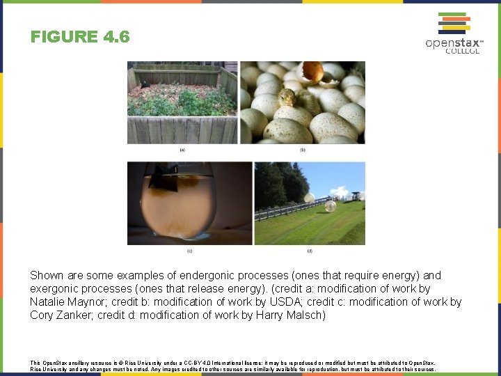 CONCEPTS OF BIOLOGY Chapter 4 HOW CELLS OBTAIN