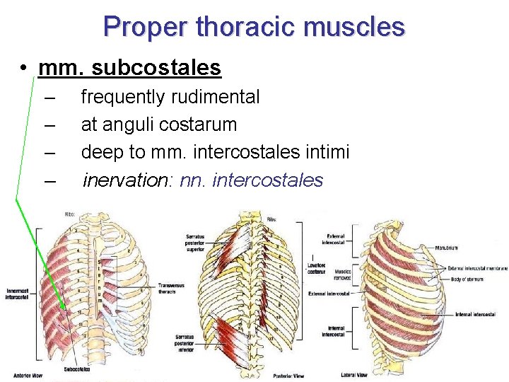 Svaly II Muscles II Thorax back Muscles of