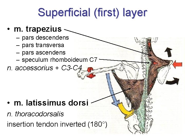 Svaly II Muscles II Thorax back Muscles of
