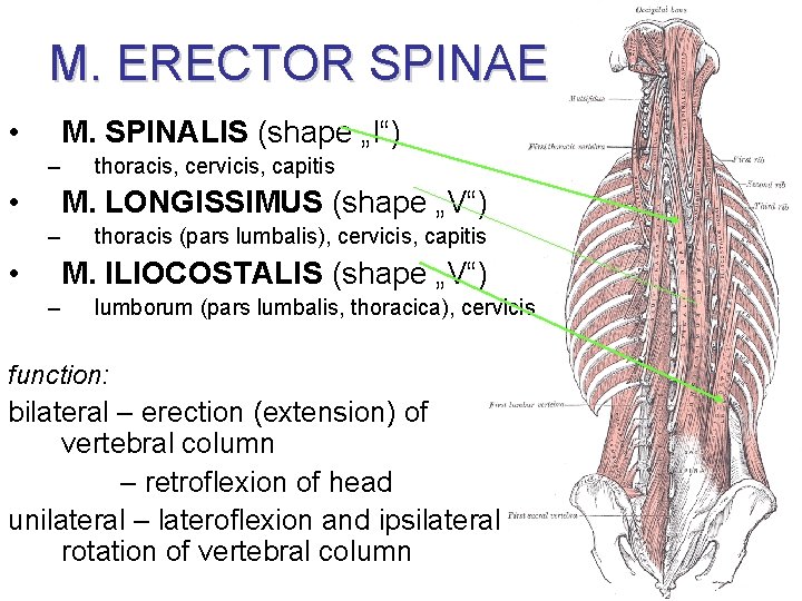Svaly II Muscles II Thorax back Muscles of