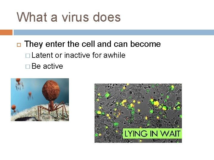 WHAT IS A VIRUS It is a strand