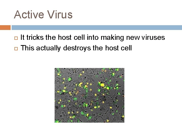 WHAT IS A VIRUS It is a strand
