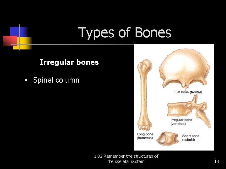 1 02 Remember the structures of the skeletal