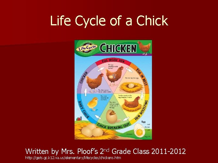 Life Cycle of a Chick Written by Mrs