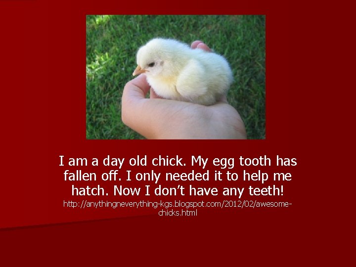 Life Cycle of a Chick Written by Mrs