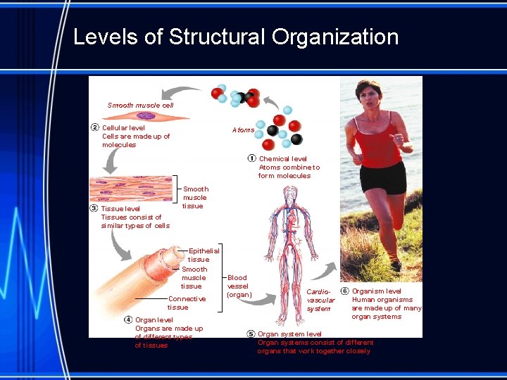 Chapter 1 The Human Body An Orientation Chapter
