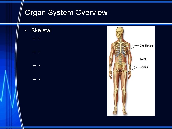 Chapter 1 The Human Body An Orientation Chapter