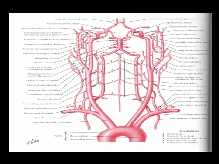 Basic Neurovascular Anatomy and Differences between the Arteries