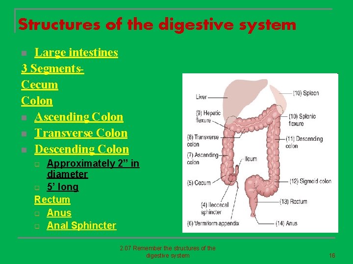 2 07 Remember the structures of the digestive
