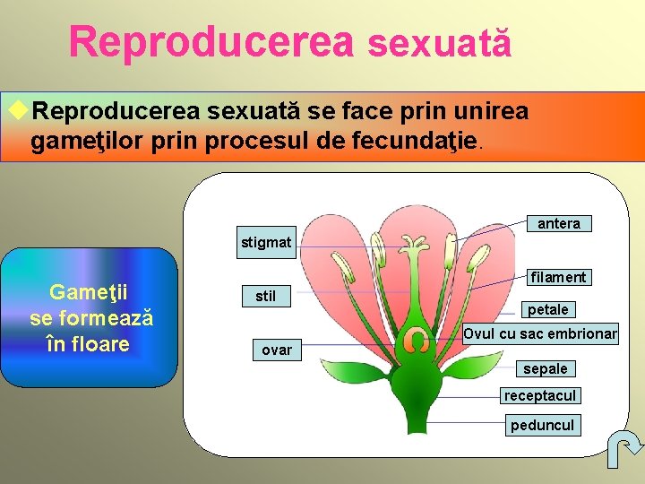 Reproducerea la plante Prof Tertelici Silvia Cuprins 1