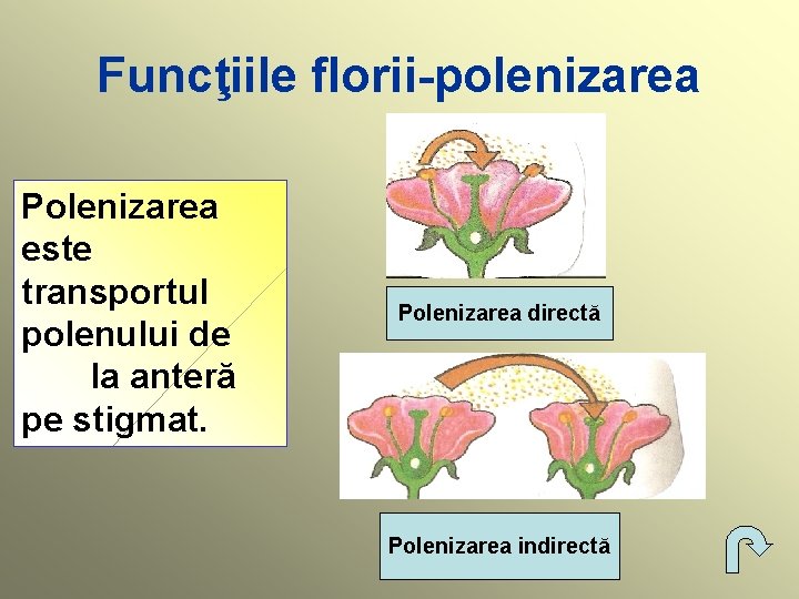 Reproducerea la plante Prof Tertelici Silvia Cuprins 1