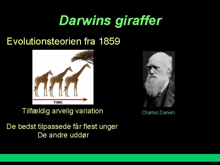 Evolutionsteorien Tak til Naturhistorisk Museum for billeder og