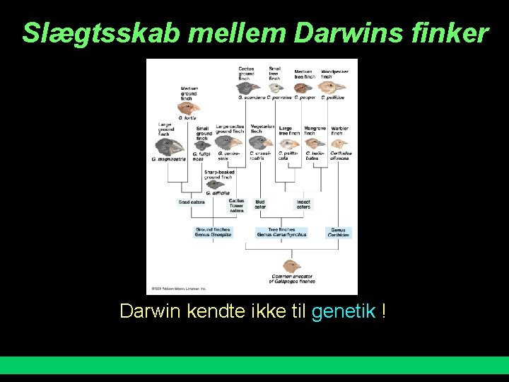 Evolutionsteorien Tak til Naturhistorisk Museum for billeder og