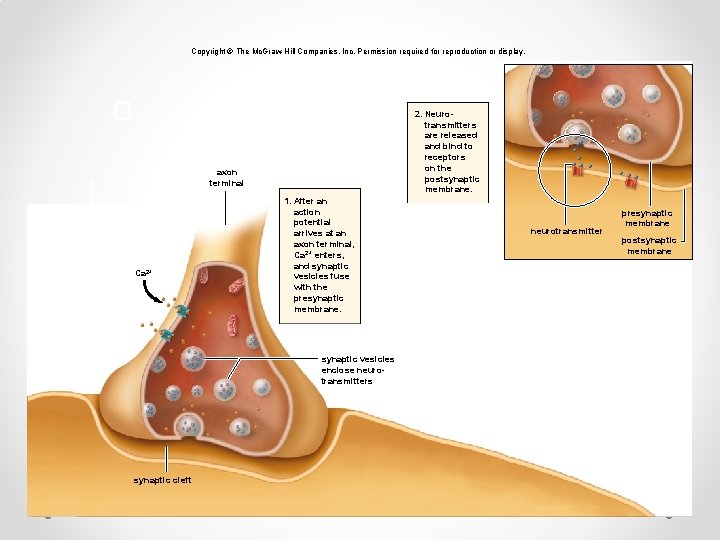 Transmission of Action Potential Across a Synapse Copyright