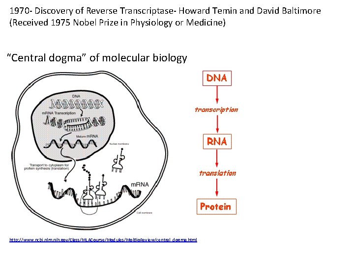 Major basic science discoveries in HIV Dr Matthew