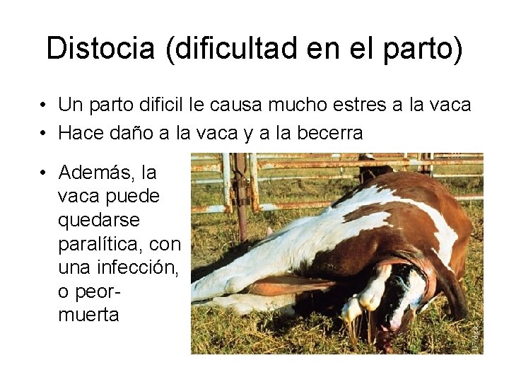 La vaca fresca Identificar prevenir y tratar a