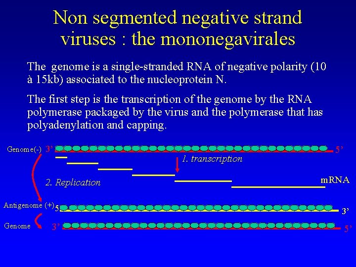 Danielle Blondel Laboratoire de Virologie Molculaire et Structurale