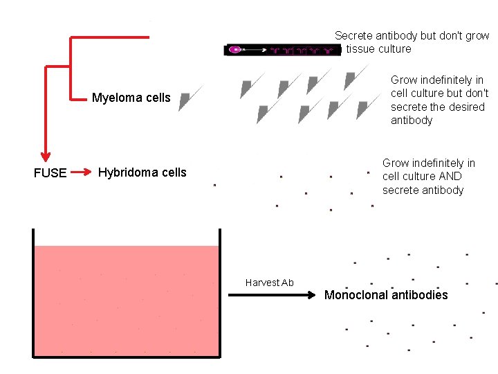 Hybridoma Technique In 1975 Kohler and Milstein first