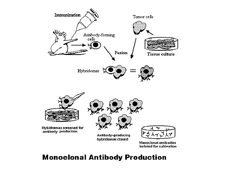 Hybridoma Technique In 1975 Kohler and Milstein first