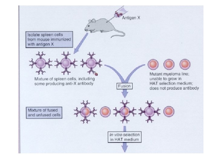 Hybridoma Technique In 1975 Kohler and Milstein first