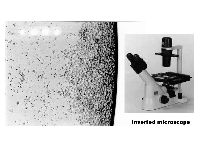 Hybridoma Technique In 1975 Kohler and Milstein first