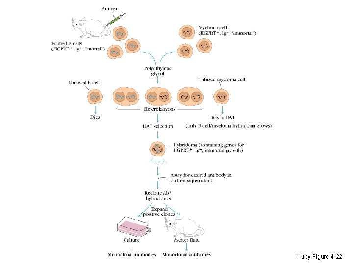 Hybridoma Technique In 1975 Kohler and Milstein first