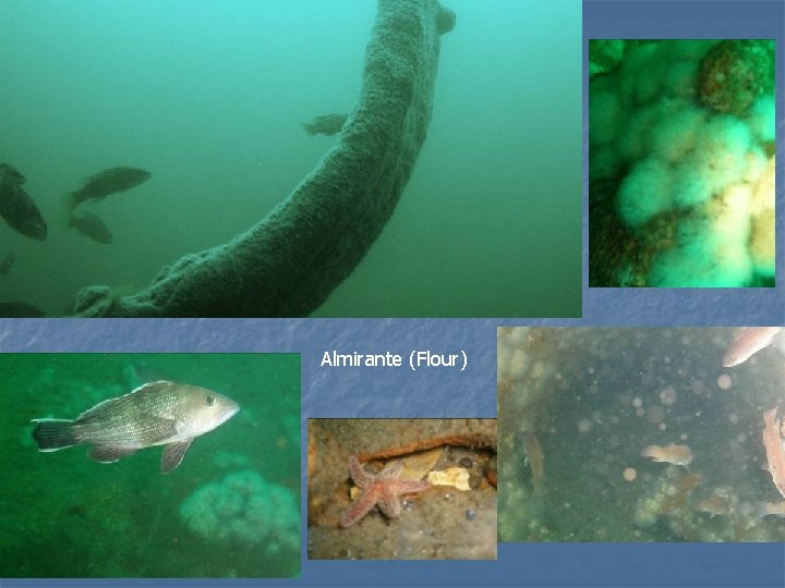 Distribution of the Northern Star Coral Astrangia poculata