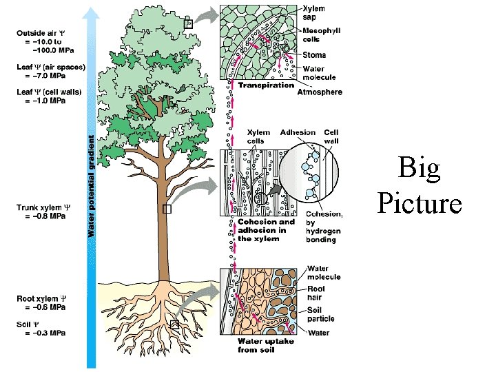 Transport in Plants II cont Water Balance of