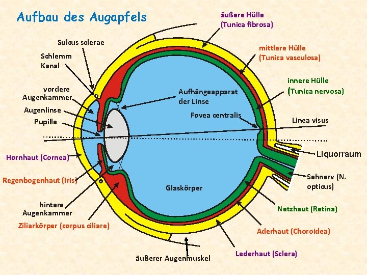 Aufbau des Augapfels I Sclera Cornea Choroidea Ziliarkrper