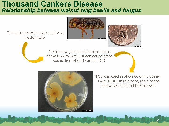 Thousand Cankers Disease Walnut Twig Beetle Fungal disease