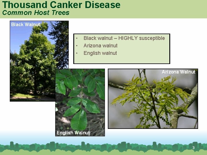 Thousand Cankers Disease Walnut Twig Beetle Fungal disease