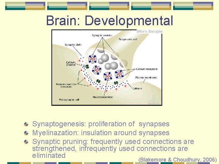 Adolescent Growth and Development Angela Huebner Ph D