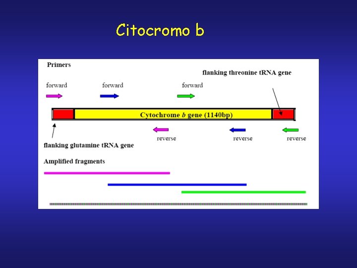 La genetica e le sue applicazioni in ambito