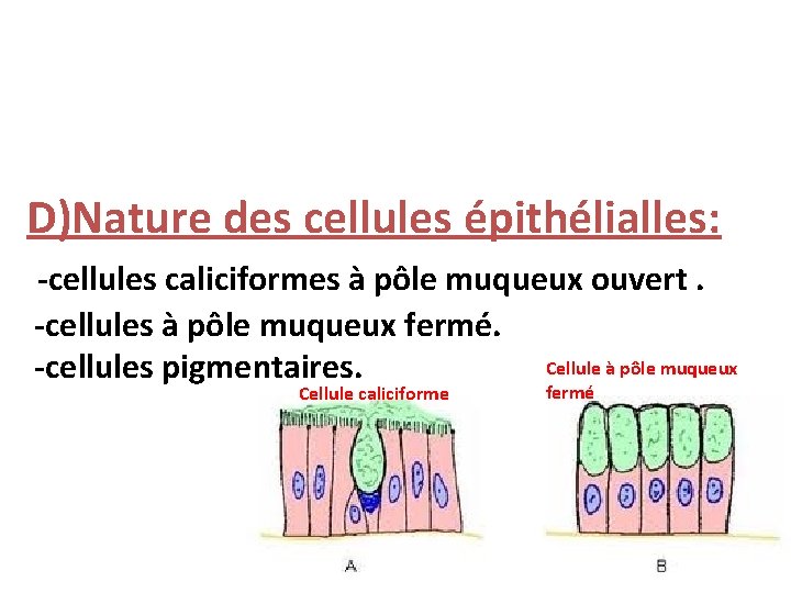 TISSU EPITHELIAL Iintroduction appareils organes tissus cellules peuvent