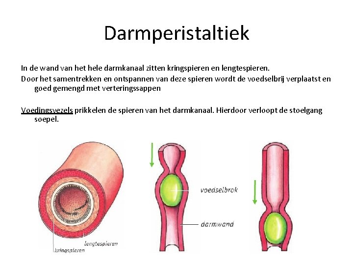 Voeding en vertering 4 VMBO GT Voedselproductie door