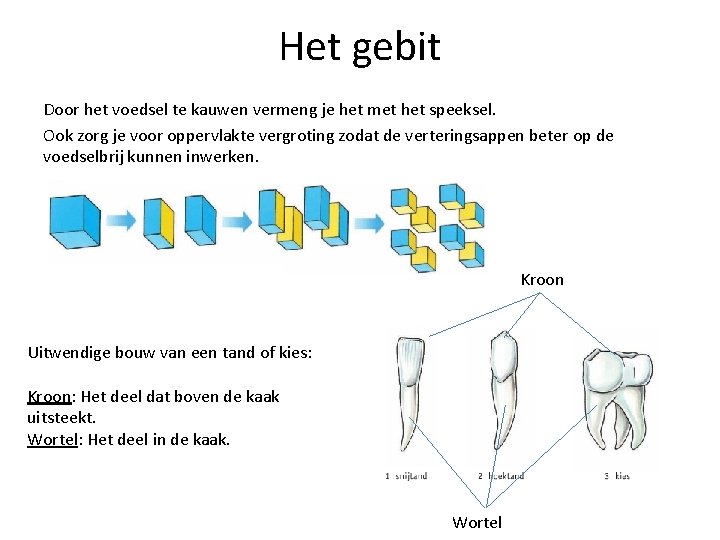 Voeding en vertering 4 VMBO GT Voedselproductie door