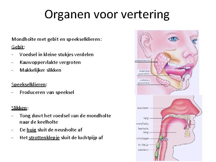 Voeding en vertering 4 VMBO GT Voedselproductie door