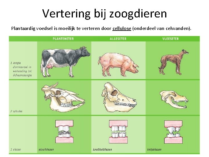 Voeding en vertering 4 VMBO GT Voedselproductie door